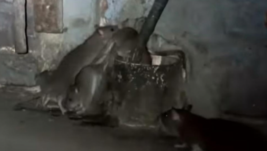 OGROMNI PACOVI TERORIŠU GRAD, PROGLAŠENO VANREDNO STANJE: „Jedu se ...